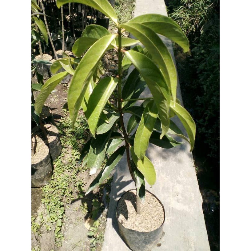Jual LARIS! TANAMAN POHON BUAH JAMBU DARSONO/JAMBU BOL ADA! | Shopee ...
