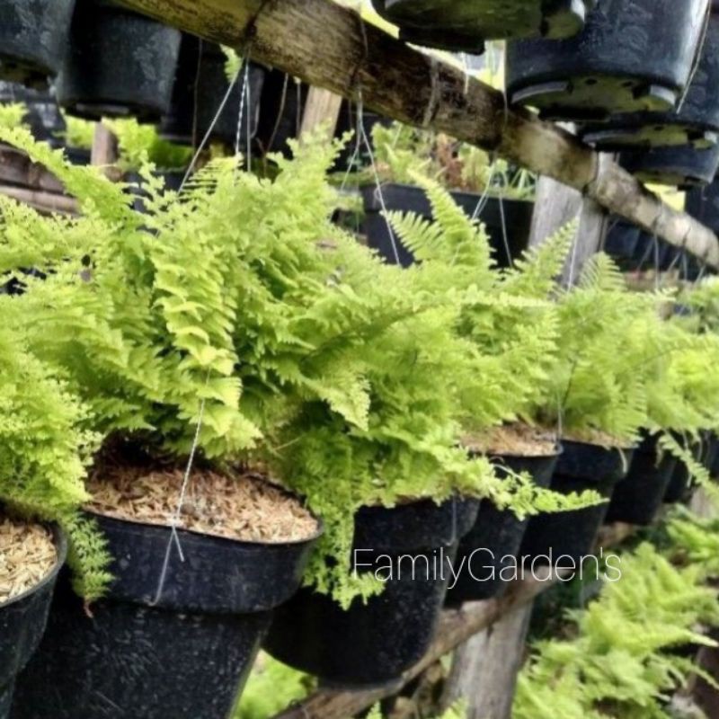 Jual Tanaman Hias Gantung Pakis Embun / Lumut Embun Rimbun | Shopee ...