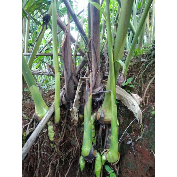 Jual Bibit Kecombrang Hijau Bunga Pink Siap Tanam | Shopee Indonesia
