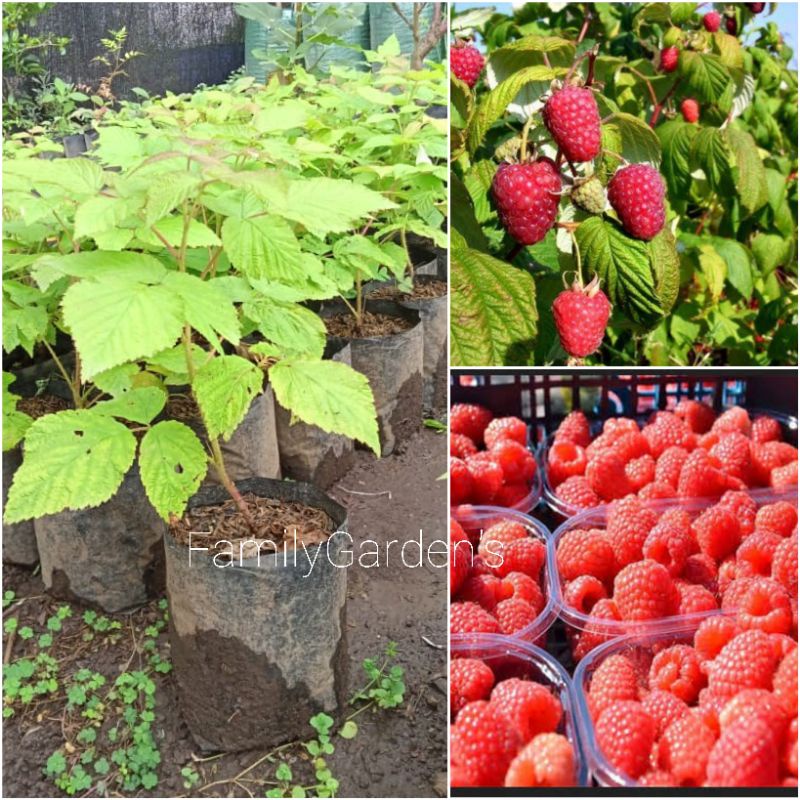 Jual Bibit Tanaman Raspberry Import Polka ( Asli ) | Shopee Indonesia