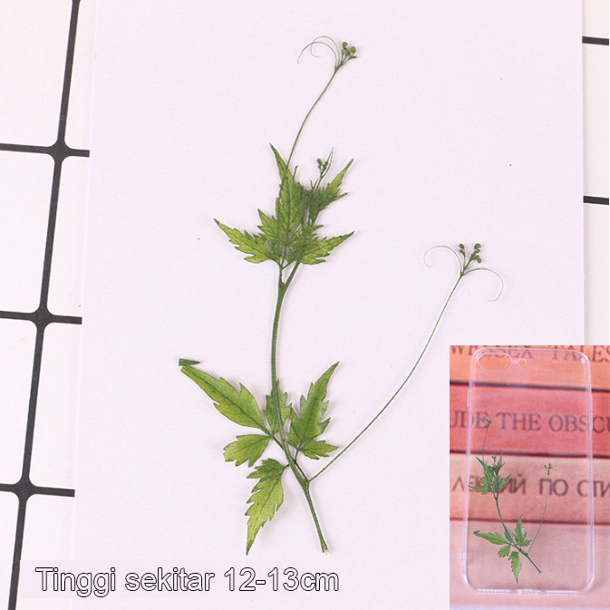 Jual Daun Kudzu Daun Kering Asli Dry Pressed Flower Hiasan Resin ...