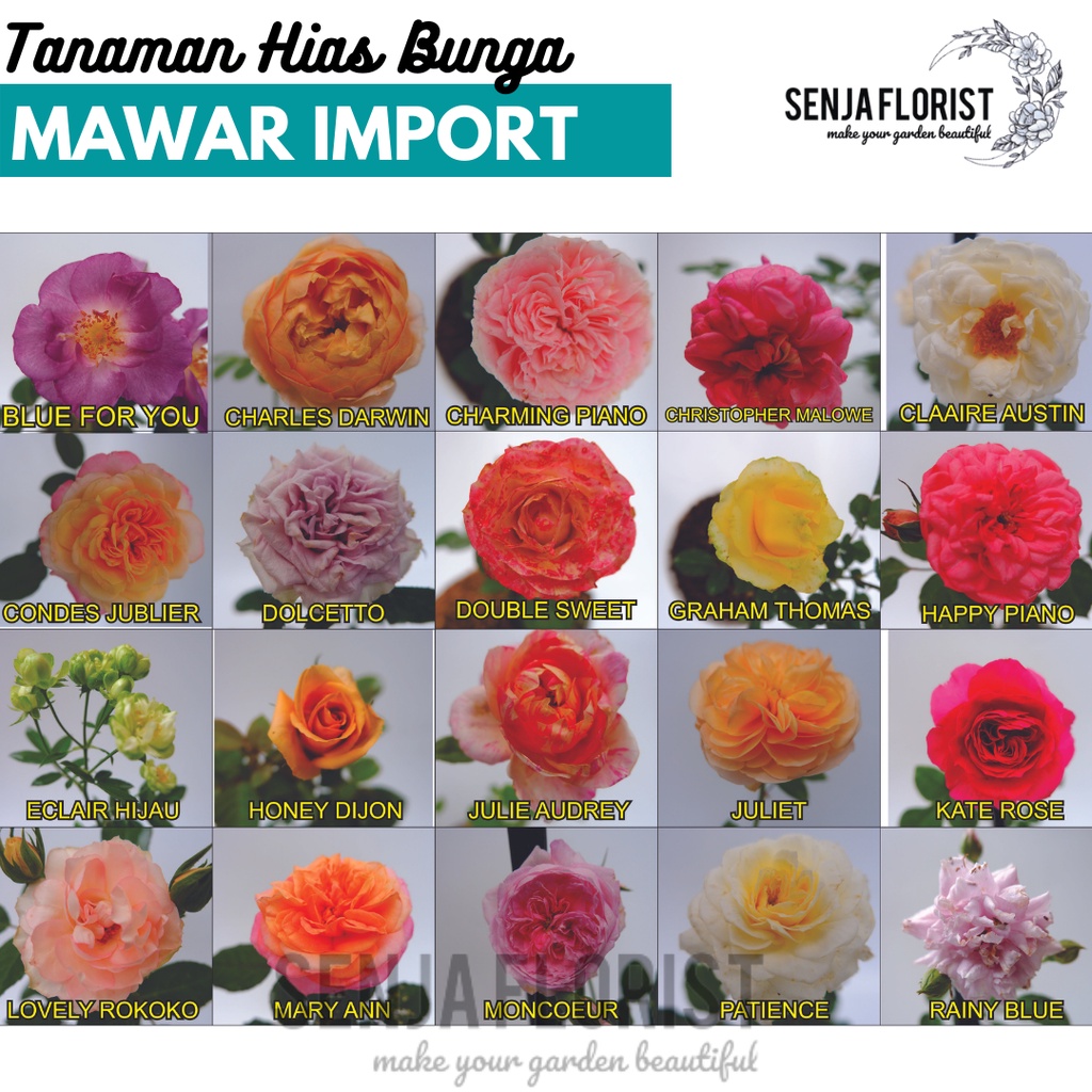 Jual Tanaman Hias Bunga Mawar Import Kuncup / Berbunga - Bisa Pilih ...