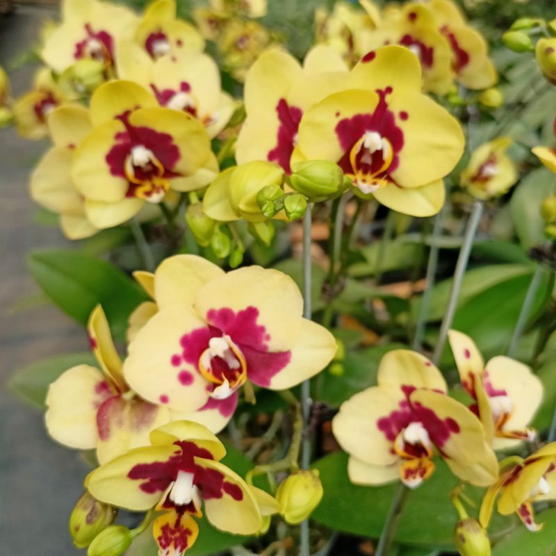 Jual anggrek bulan mini kuning tengah merah(bisa pilih varian warna ...