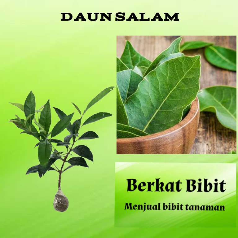 Jual Tanaman Daun Salam | Shopee Indonesia