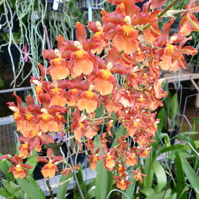 Jual Anggrek oncidium catatante Los Robles | Shopee Indonesia