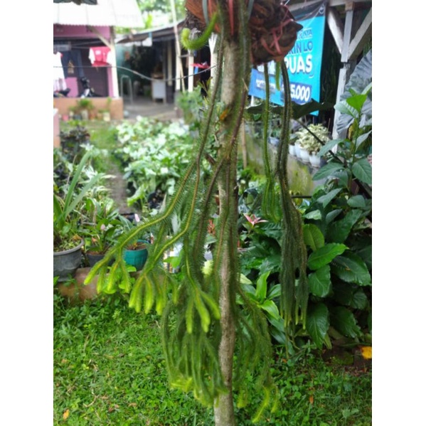 Jual tanaman hias kumpai bulu / rumpai | Shopee Indonesia