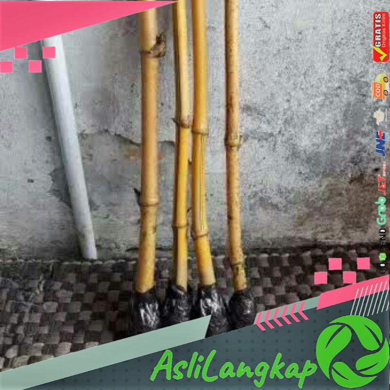 Jual Bambu Kuning Mini, Bambu Kuning Hias, Bambu Kuning Tanaman Hias ...