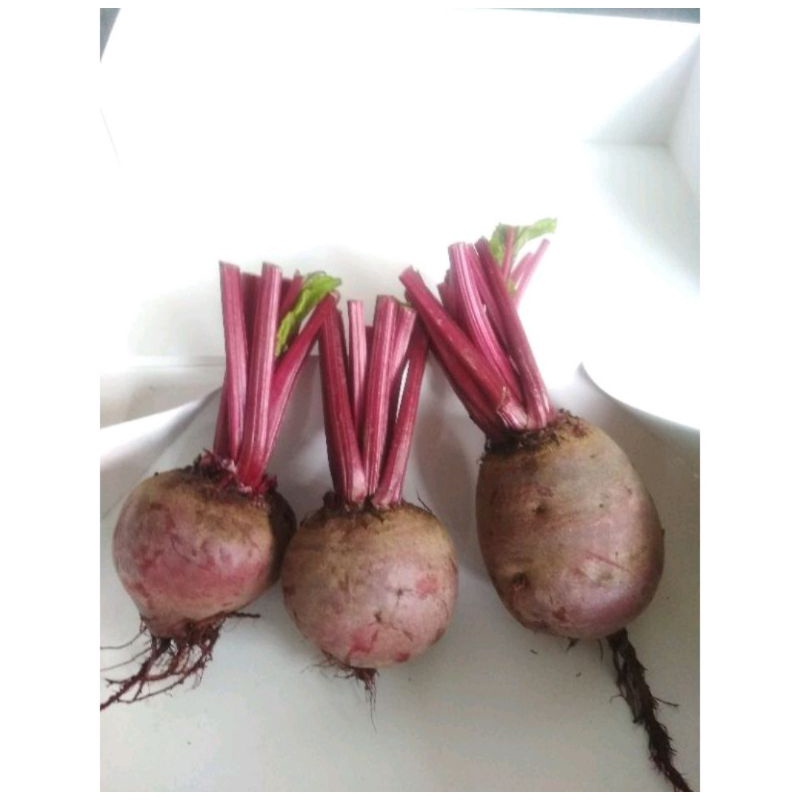 Jual Buah BIT 1Kg / Beet Root / Beet / Buah Bit / Buah Beet / Herbal ...