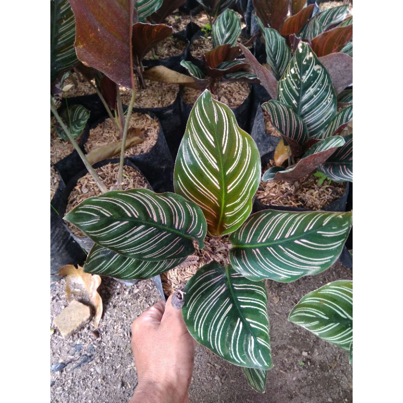 Jual Tanaman hias/tanaman calathea ornata/calathea batik | Shopee Indonesia