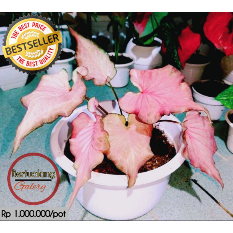 Jual TANAMAN CALADIUM PINK EXOTIC HYBRID SOSOK INDUKAN PILIHAN 1 POT ...