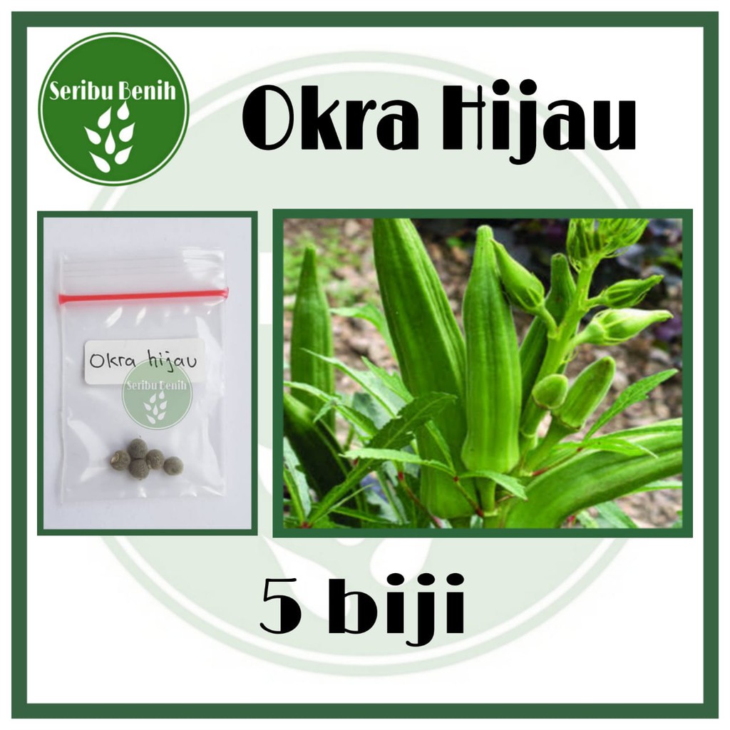 Jual 5 Benih Okra Hijau Greennie Known You Seed - Bibit Tanaman Sayur ...