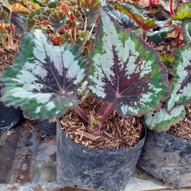 Jual Tanaman hias bigunia-begunia -bigonia | Shopee Indonesia