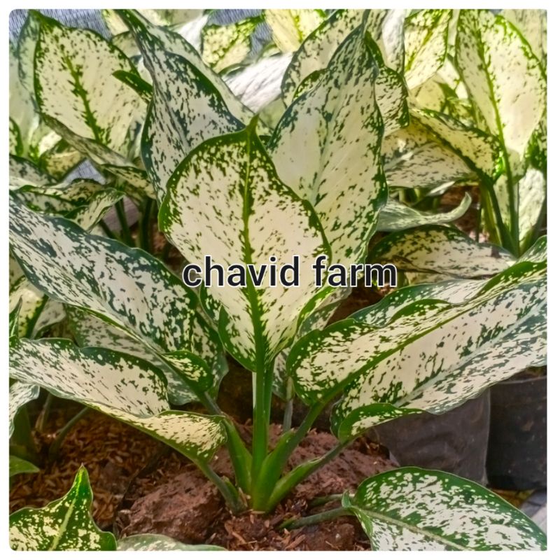 Jual promo bunga aglonema siam paragon murah | Shopee Indonesia