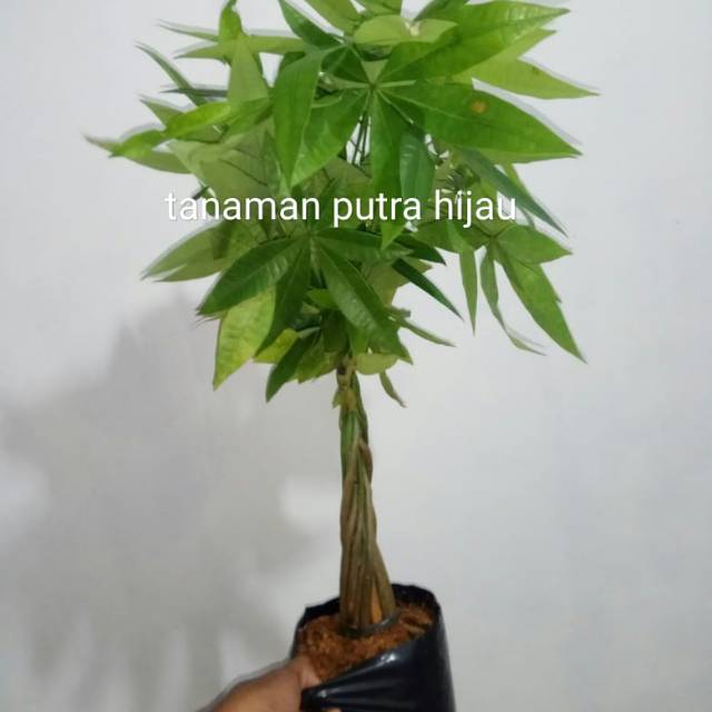 Jual Tanaman hias pacira kepang 6 - tanama uang - pohon hoki | Shopee ...