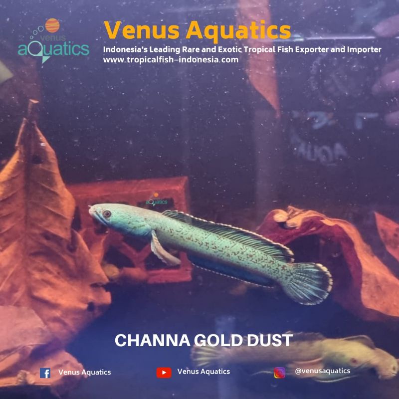 Jual COLD DWARF CHANNA GOLD DUST IKAN GABUS AIR DINGIN BIRU WC WILD ...