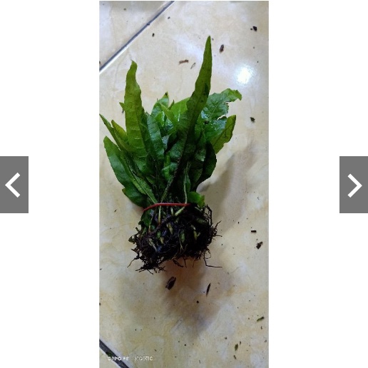 Jual KADAKA JAVA FERN AQUASCAPE | Shopee Indonesia