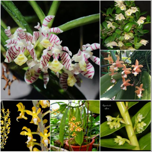 Jual Paket Anggrek mini 6 Jenis Dewasa Rp 100,000 | Shopee Indonesia