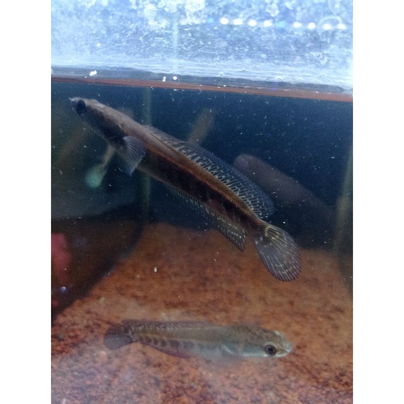 Jual Channa Chana Green Marulius Maru 10-13 Cm / Ikan Gabus Hias ...