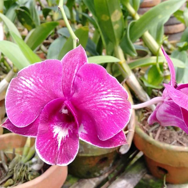Jual Anggrek dendrobium red dragon | Shopee Indonesia