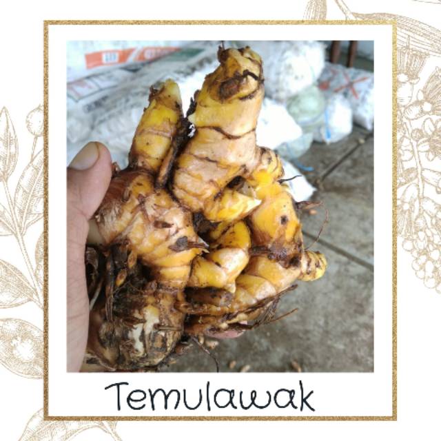 Jual Temulawak 1kg | Shopee Indonesia