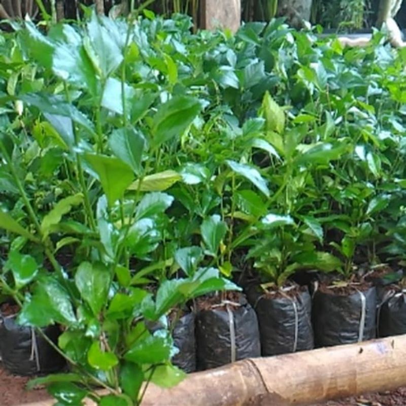 Jual PROMO! Tanaman Pagar Teh tehan/Bibit pohon teh tehan Tanaman Hidup ...
