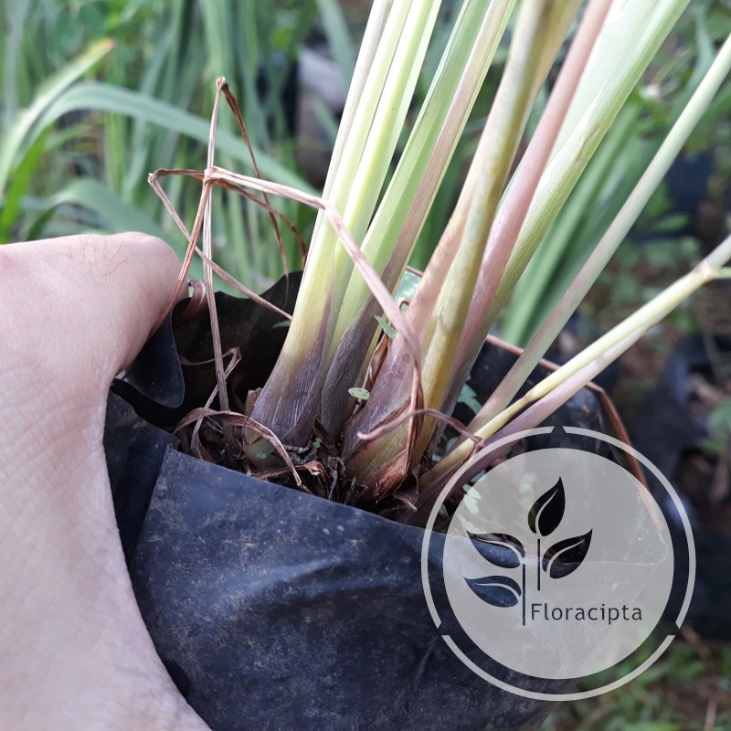 Jual Bibit Tanaman Sereh Sayur Bibit Sereh Sayur Bibit Tanaman Serai ...