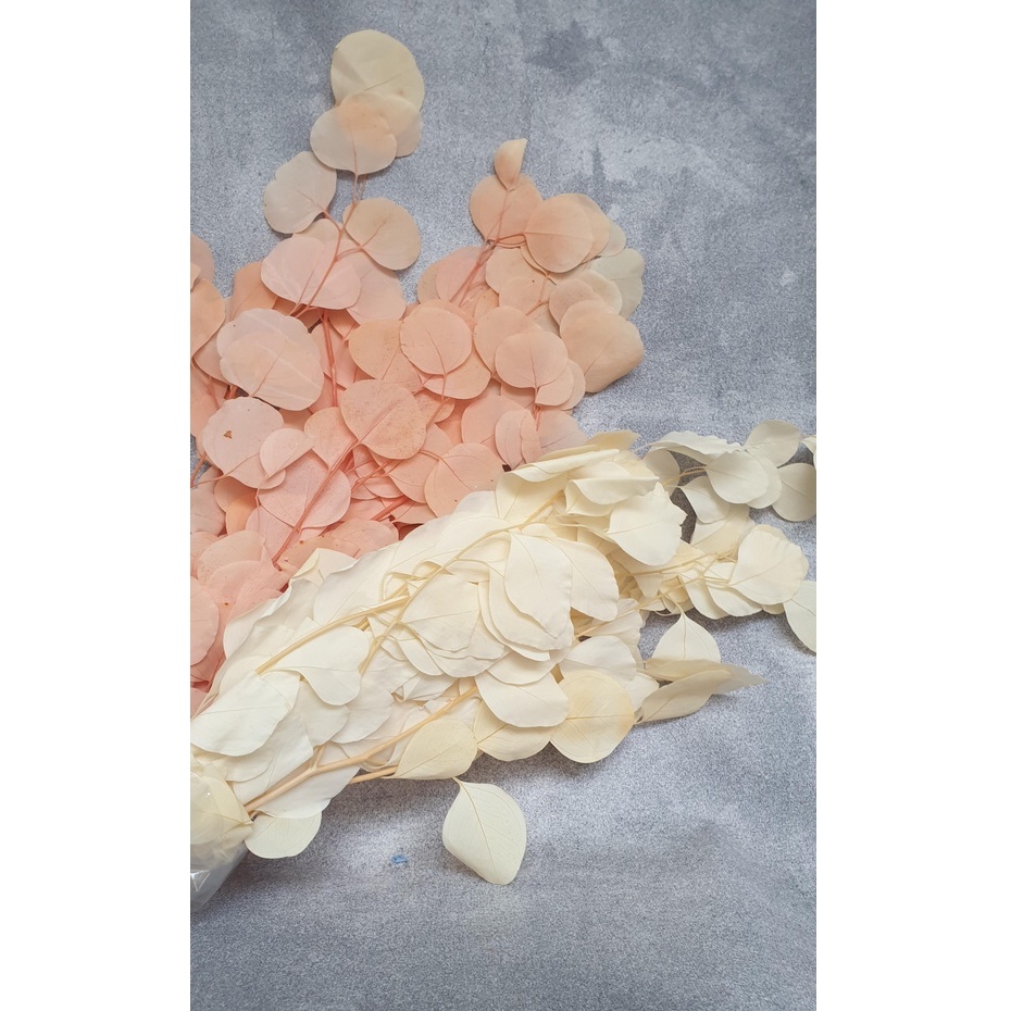 Jual preserved Eucalyptus Populus / eukaliptus apple leaves daun apel ...
