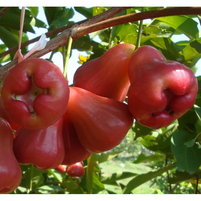 Jual Bibit Tanaman Buah Jambu Air Cincalo | Shopee Indonesia