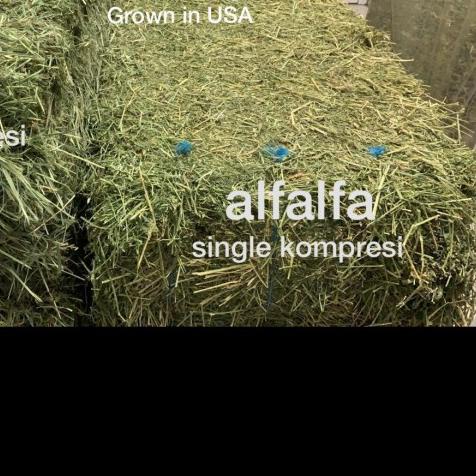Jual Timothy Hay 1kg Special Hay-Rumput Timothy hay 1 kg makanan ...