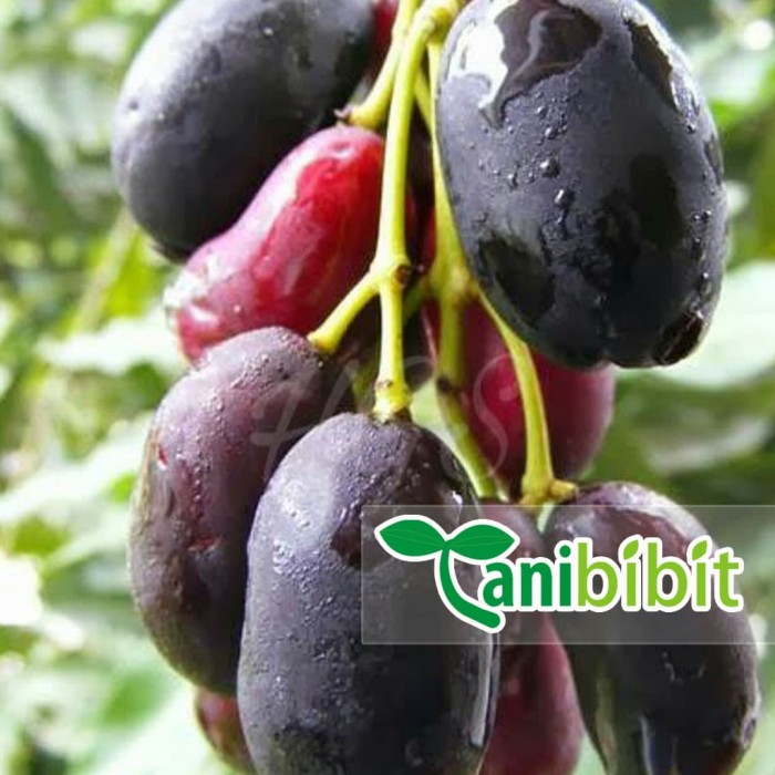 Jual Bibit Pohon Jamblang Hitam - Buah Java Plum Jamlang | Shopee Indonesia
