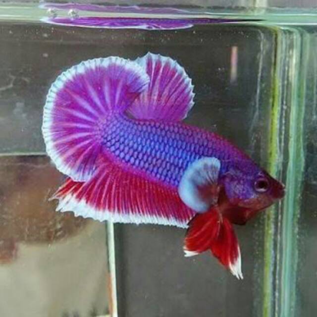 Jual IKAN CUPANG KIPAS BIG EAR DUMBO LAVENDER BAGAN IMPORT KONTES MURAH ...