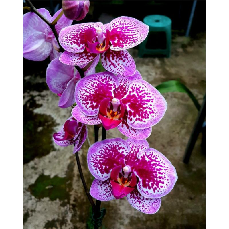 Jual Anggrek bulan batik ungu | Shopee Indonesia