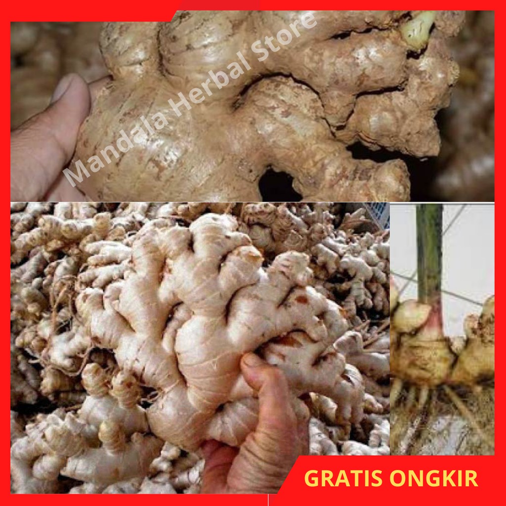 Jual Jahe Gajah 500 gram - Jahe Gajah Segar - Jahe Gajah Putih - Jahe ...