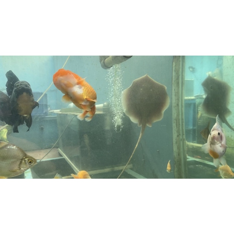 Jual Ikan Pari Himantura Full Fresh Water | Shopee Indonesia