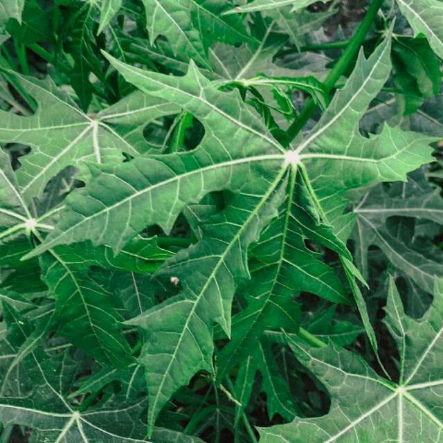 Jual Daun GEDI OBAT KOLESTEROL OBAT MAG 500GR | Shopee Indonesia