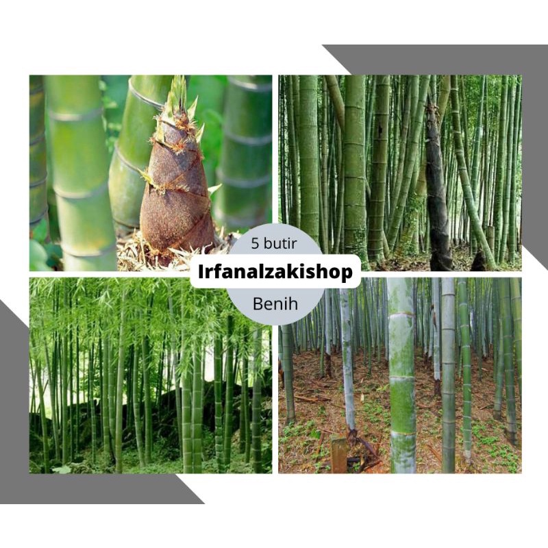 Jual Biji benih bibit bambu Mosso - bambu raksasa China | Shopee Indonesia