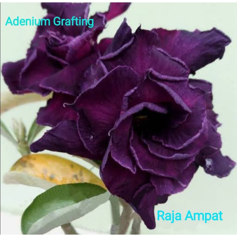 Jual Adenium bunga tumpuk "Raja Ampat" | Shopee Indonesia