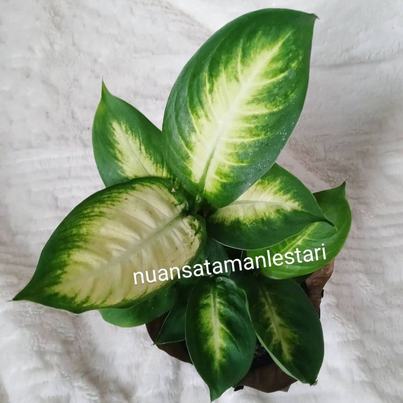 Jual Tanaman Hias Belanceng Tissue / pohon Belanceng Tisu / Belanceng ...