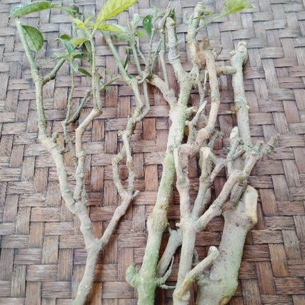 Jual Stek Bibit Keji Beling Tanaman Herbal 20 Batang | Shopee Indonesia