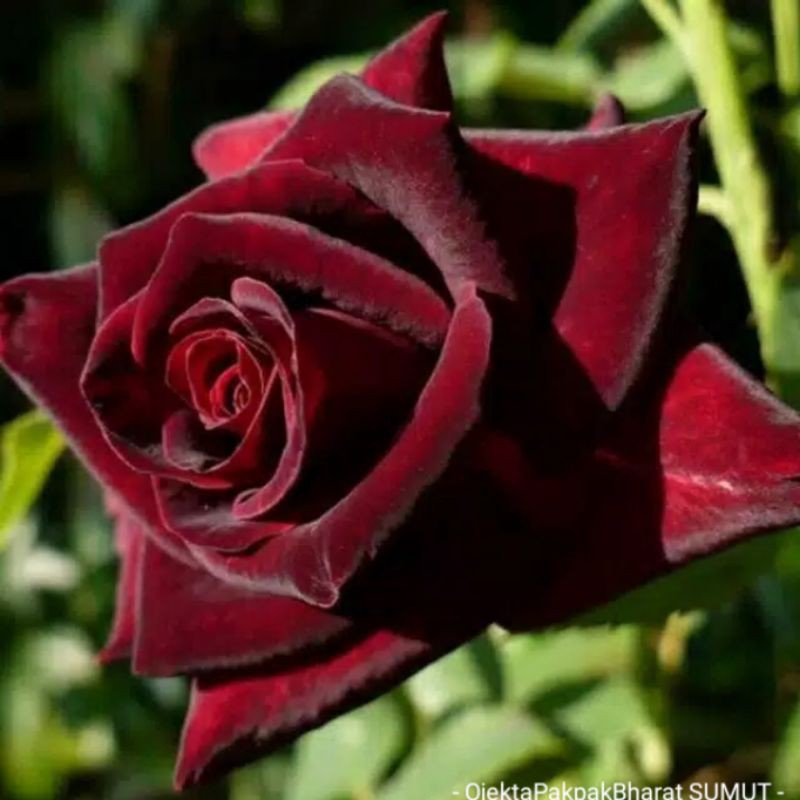 Jual Bunga Mawar Black Red Mawar Hitam Merah Bukan Benih Biji Bunga ...