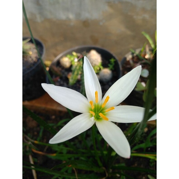 Jual Bunga rain lily | Shopee Indonesia