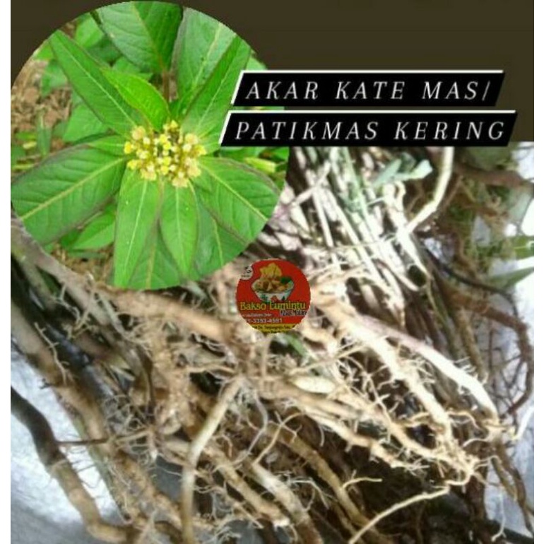 Jual 100 Gram akar katemas kering / patik mas suduk / kate mas patik ...