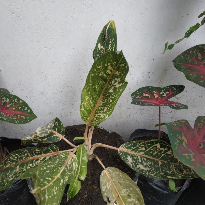 Jual Tanaman bunga aglonema putih(snow white) | Shopee Indonesia