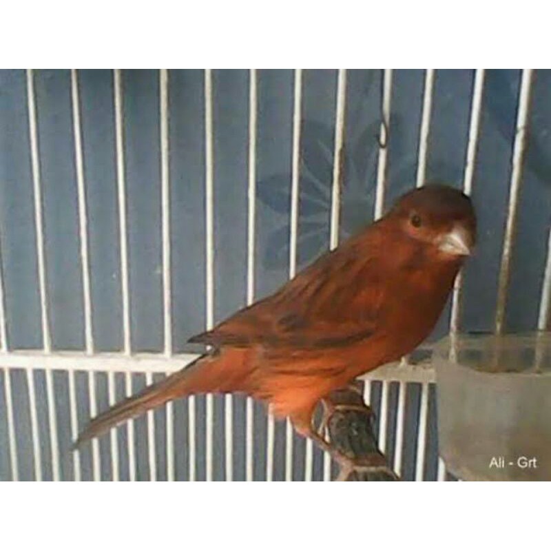Jual BURUNG KENARI BLACK RED LOKAL (ROMEO) BUNYI GACOR RAJIN | Shopee ...