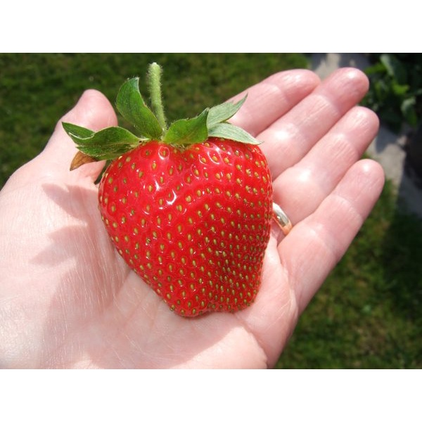 Jual Biji Buah Strawberry Raksasa Isi 10 Biji | Shopee Indonesia Jual Biji Buah Strawberry Raksasa Isi 10 Biji | Shopee Indonesia