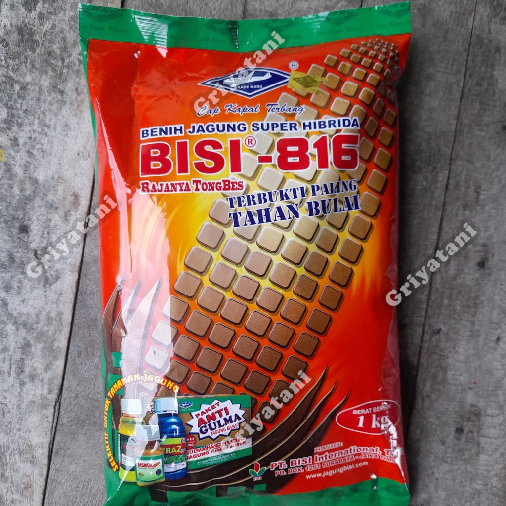 Jual Benih Jagung Hibrida Bisi 816 1 Kg | Shopee Indonesia