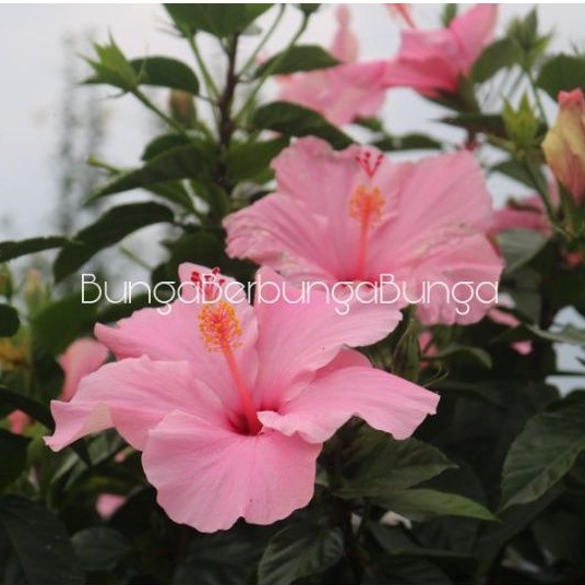Jual bibit tanaman hias bunga sepatu hibiscus bangkok pink lebar ...