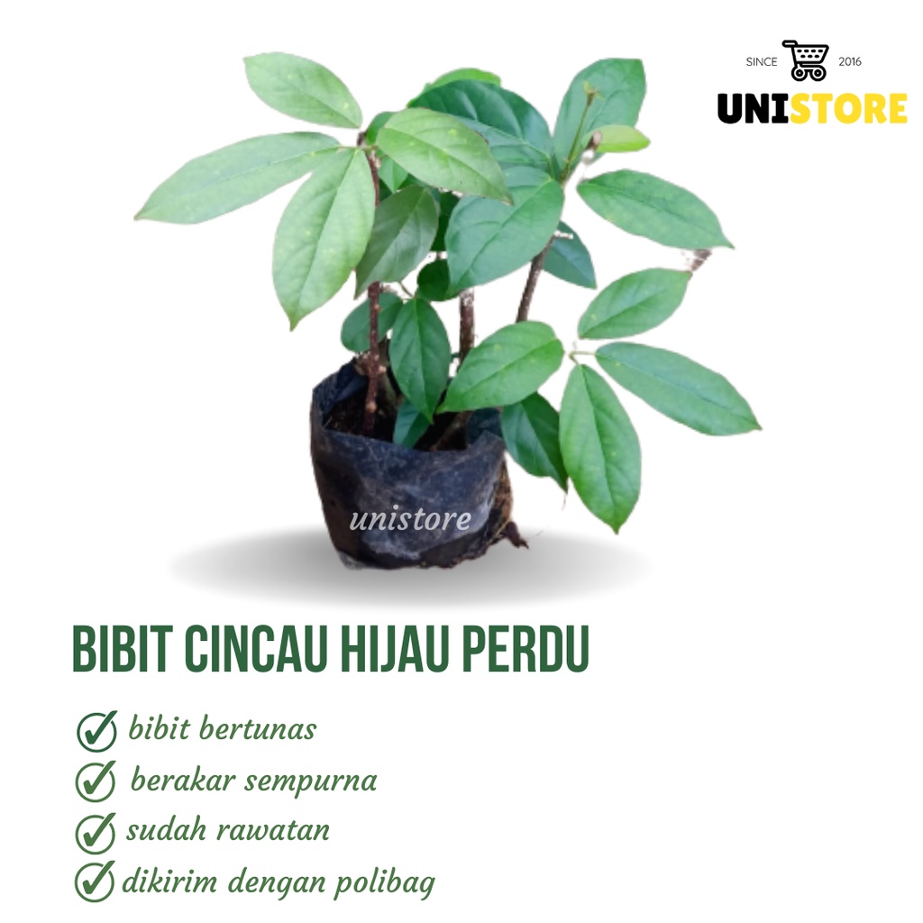 Jual Bibit Cincau Hijau Perdu | Cincau Pohon | Sudah Tumbuh - Polibag ...