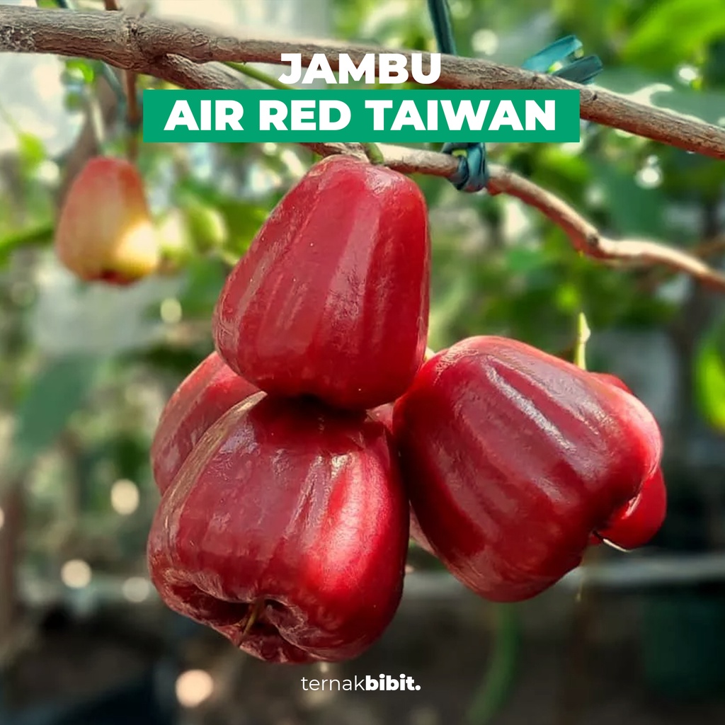 Jual TERNAKBIBIT - Bibit Jambu Air Red Taiwan Hasil Okulasi Cepat ...