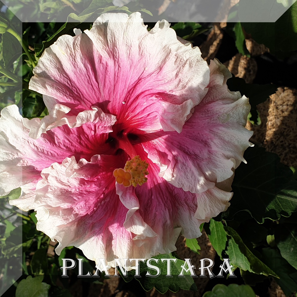 Jual tanaman Hibiscus bunga Sepatu (Hibiscus rosa-sinensis L.) tumpuk ...